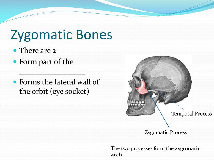 PPT - Bones, bones, and more bones PowerPoint Presentation - ID:2109815