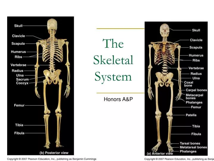 PPT - The Skeletal System PowerPoint Presentation, free download - ID ...