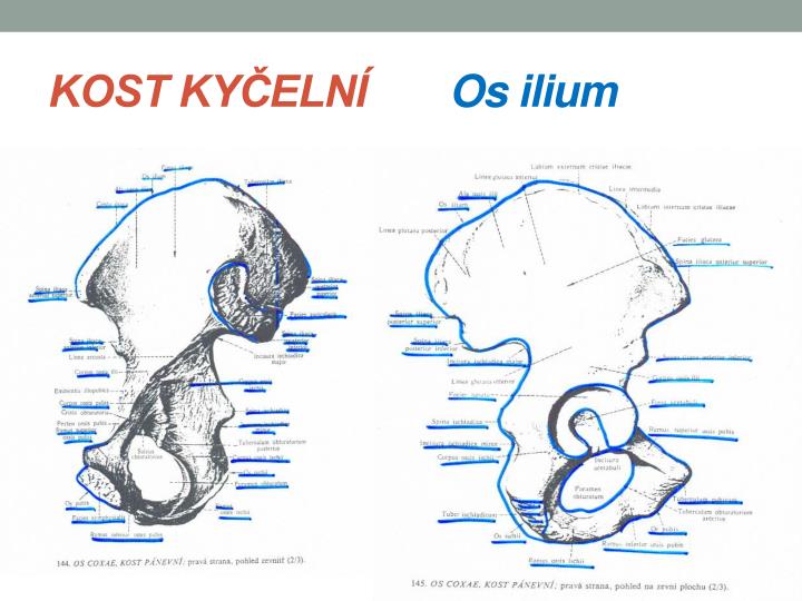 PPT - POHYBOVÝ SYSTÉM – Kostra dolnÍ koNČETINY I PowerPoint ...