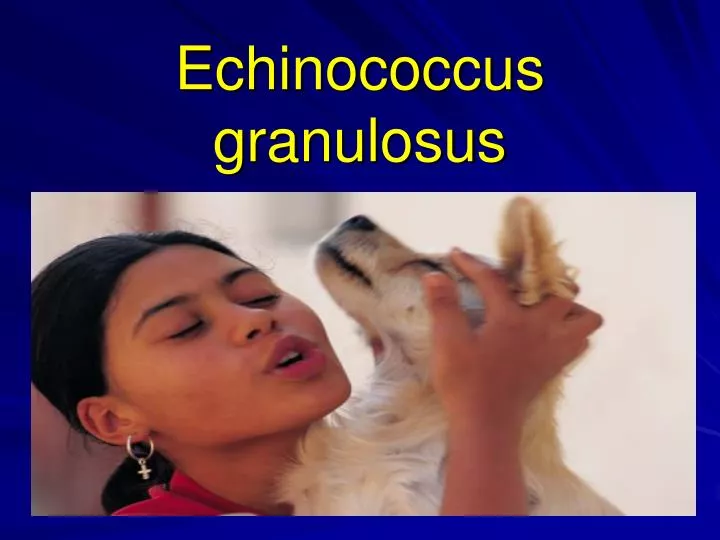 PPT - Echinococcus granulosus PowerPoint Presentation, free download - ID:2109901