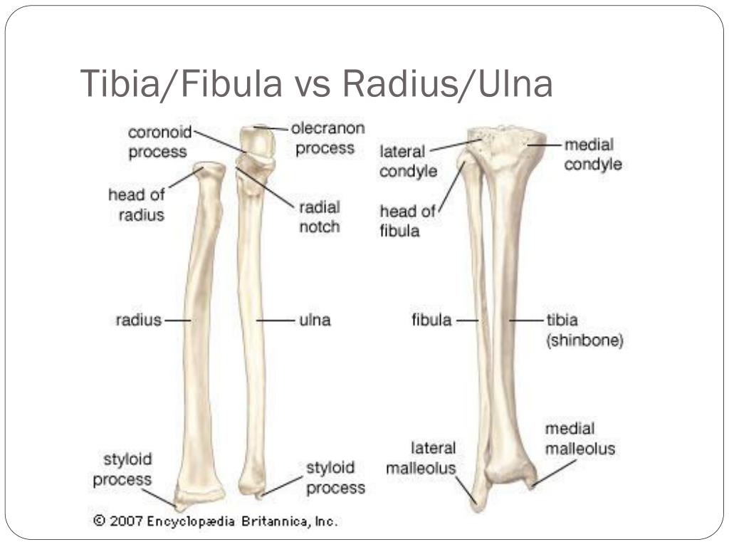 What Difference Between Structure Of Radius Ulna And Fibula Tibia | My ... What Difference Between Structure Of Radius Ulna And Fibula Tibia | My ...