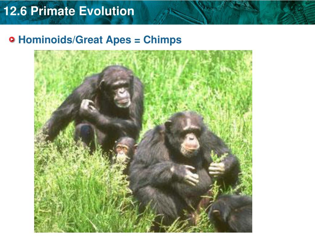 PPT - KEY CONCEPT Humans appeared late in Earth’s history. PowerPoint ...
