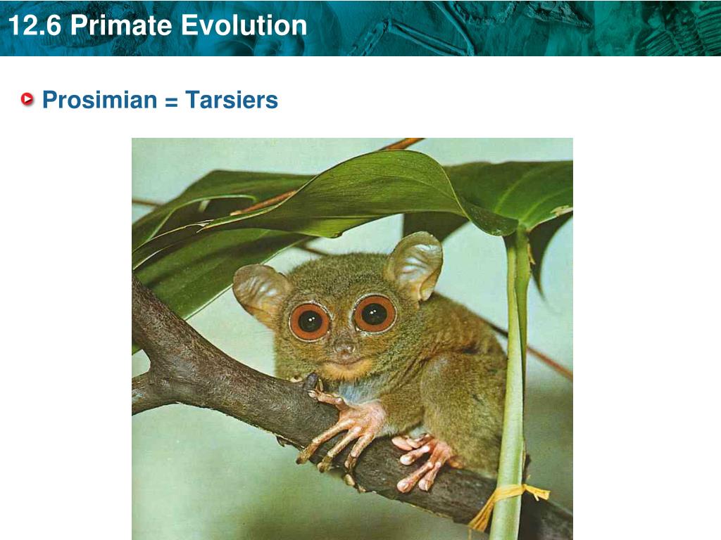 PPT - KEY CONCEPT Humans appeared late in Earth’s history. PowerPoint ...