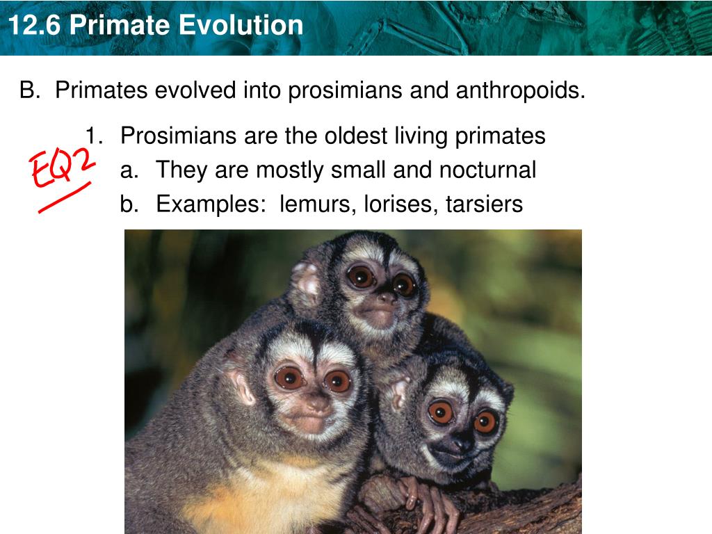 PPT - KEY CONCEPT Humans appeared late in Earth’s history. PowerPoint ...