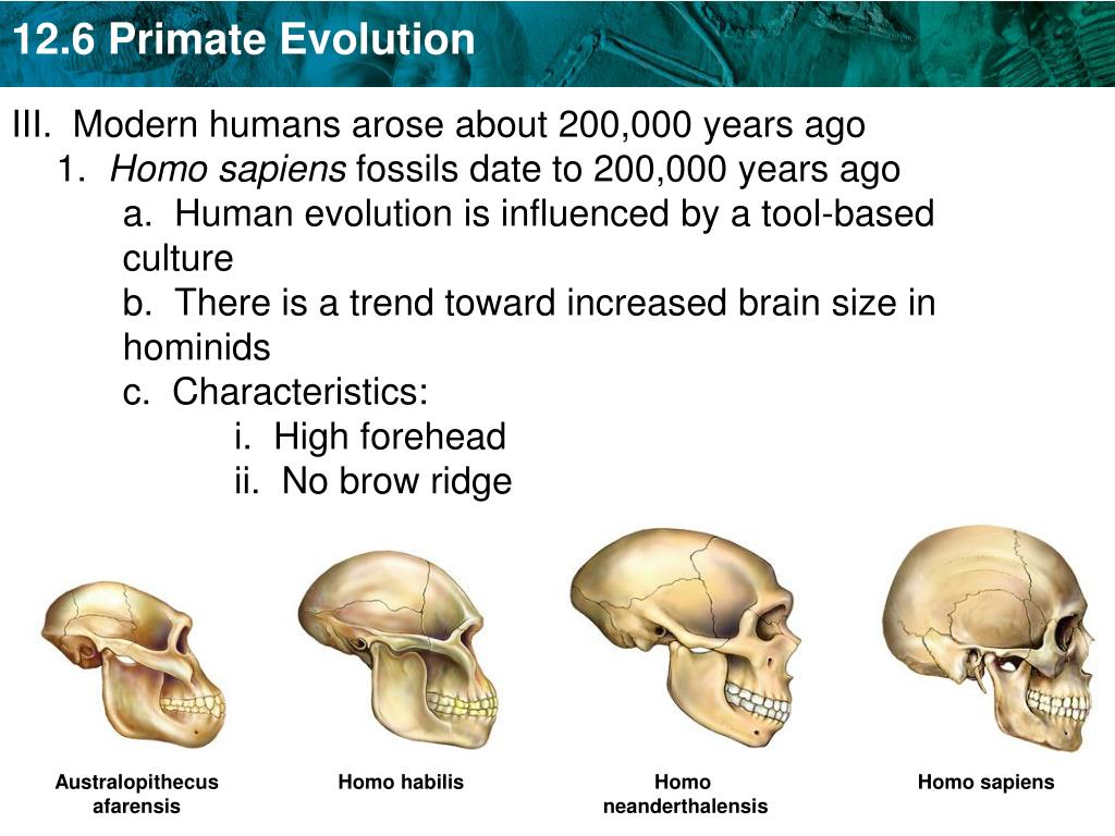 PPT - KEY CONCEPT Humans appeared late in Earth’s history. PowerPoint ...