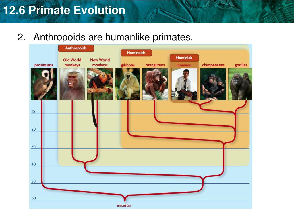 PPT - KEY CONCEPT Humans appeared late in Earth’s history. PowerPoint ...