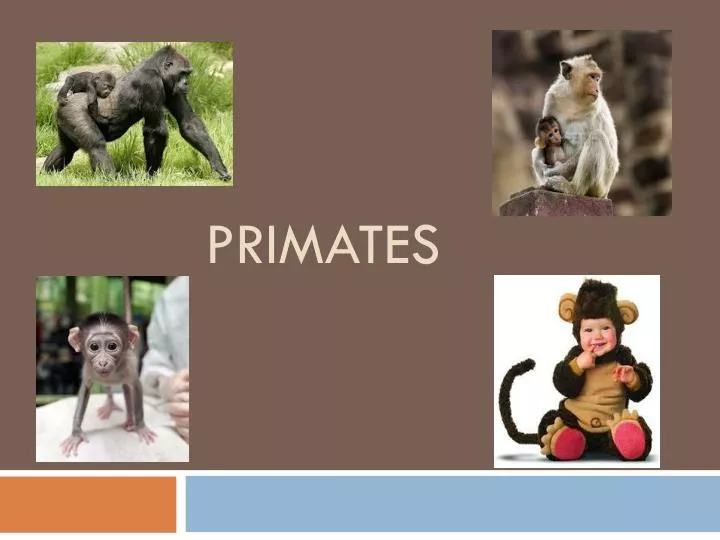PPT - Primates PowerPoint Presentation, free download - ID:2110020