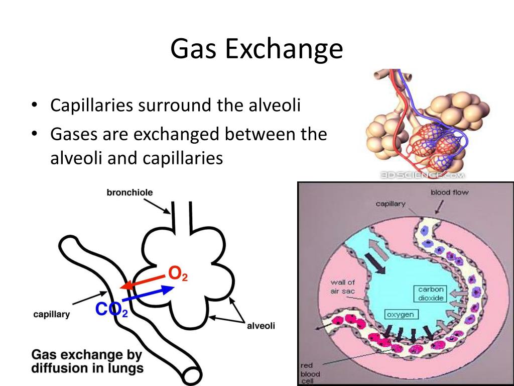 PPT - Respiration & Gas Exhange PowerPoint Presentation, free download ...