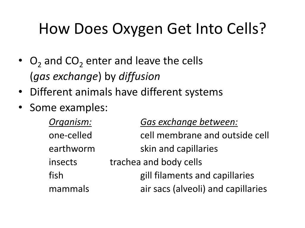 PPT - Respiration & Gas Exhange PowerPoint Presentation, free download ...