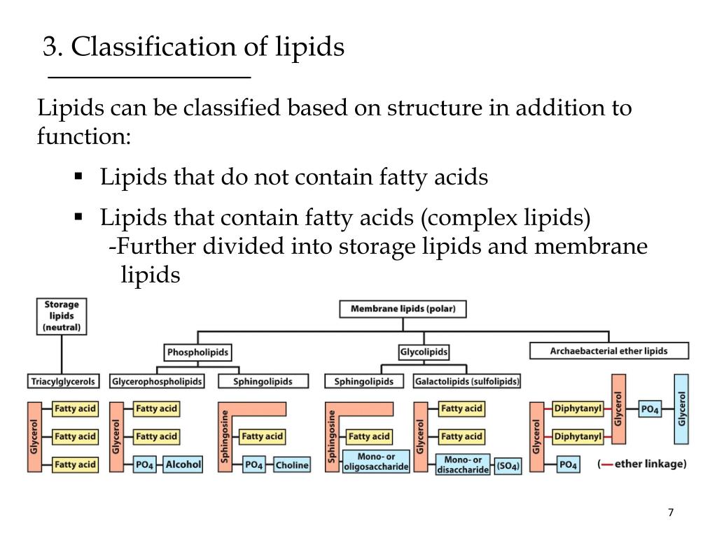 PPT - An Introduction to Lipids -Storage Lipids- PowerPoint ... PPT - An Introduction to Lipids -Storage Lipids- PowerPoint ...