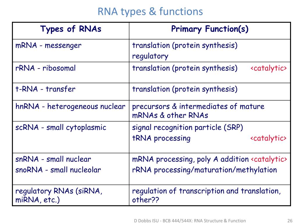 Different Types Of Rna And Their Functions Different Types Of Rna And Their Functions