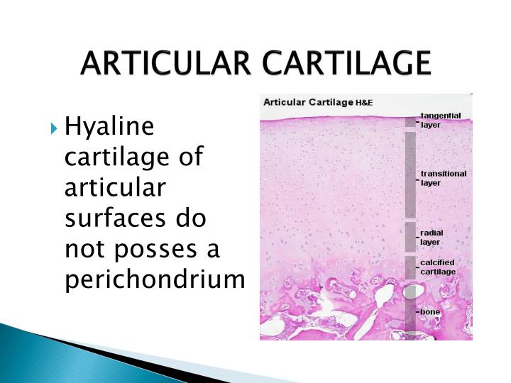 PPT - CARTILAGE PowerPoint Presentation - ID:2110122