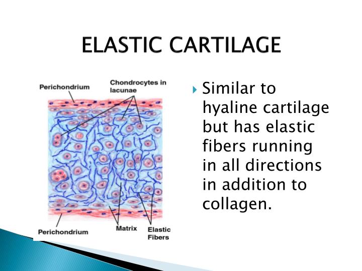 PPT - CARTILAGE PowerPoint Presentation - ID:2110122
