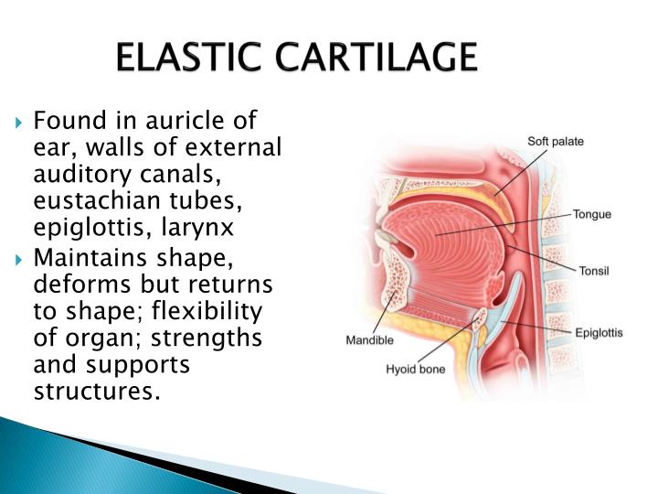 PPT - CARTILAGE PowerPoint Presentation - ID:2110122