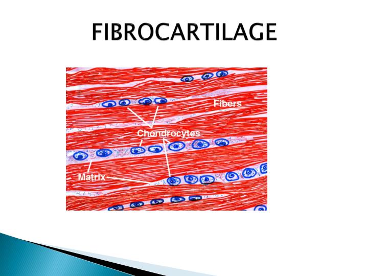 PPT - CARTILAGE PowerPoint Presentation - ID:2110122