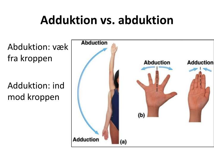 PPT - Bevægeapparatet PowerPoint Presentation - ID:2110135
