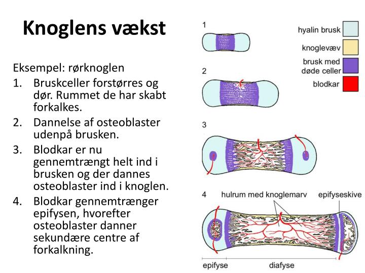 PPT - Bevægeapparatet PowerPoint Presentation - ID:2110135