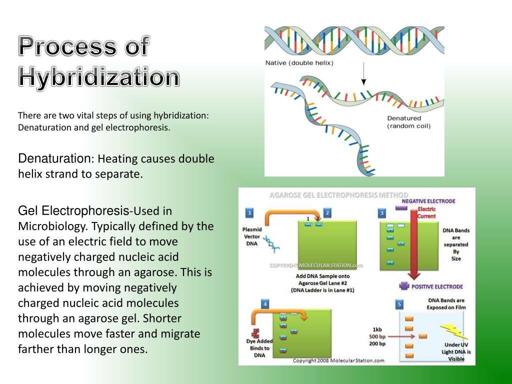 Ppt Dna Probing Powerpoint Presentation Free Download Id 2110493