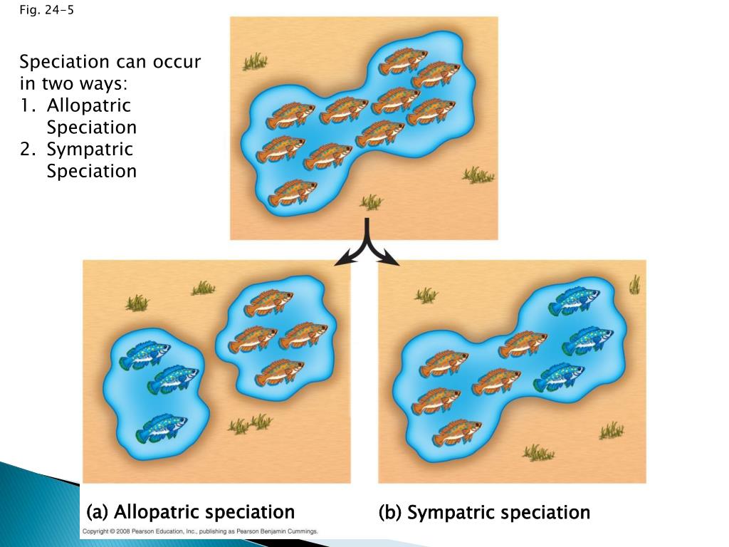 Sympatric Speciation Cichlids Sympatric Speciation Cichlids
