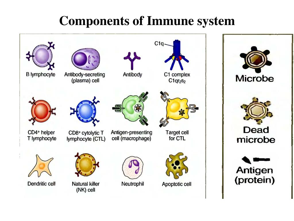 PPT - Anatomy and Components of Immune System PowerPoint Presentation ... PPT - Anatomy and Components of Immune System PowerPoint Presentation ...