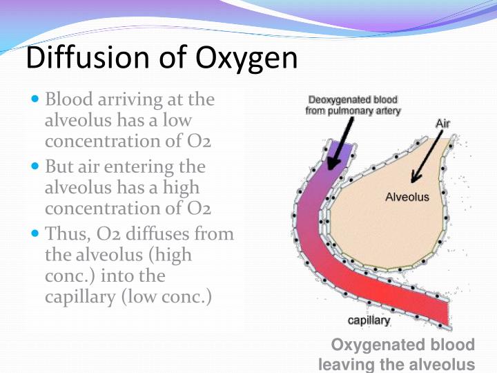 PPT - The Respiratory System PowerPoint Presentation - ID:2111036