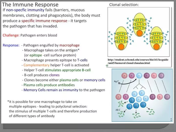 PPT - How Specific Immunity Arises PowerPoint Presentation, free ...