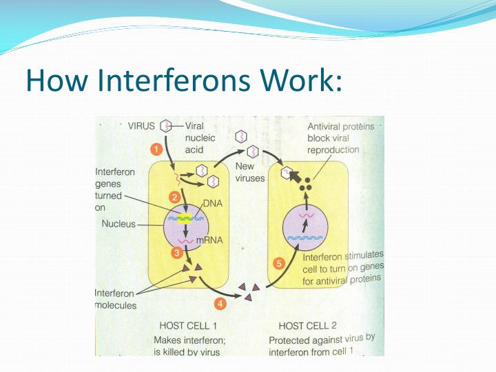 PPT - The Immune System PowerPoint Presentation - ID:2111214