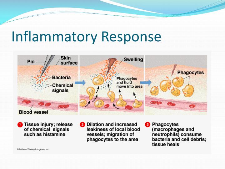 PPT - The Immune System PowerPoint Presentation - ID:2111214