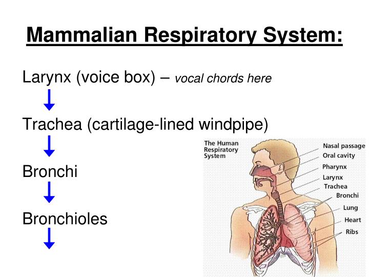 PPT - Ch 42: Gas Exchange and the Respiratory System PowerPoint ...
