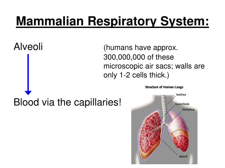 PPT - Ch 42: Gas Exchange and the Respiratory System PowerPoint ...