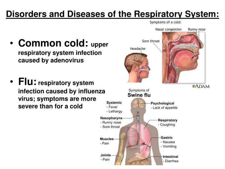 PPT - Ch 42: Gas Exchange and the Respiratory System PowerPoint ...