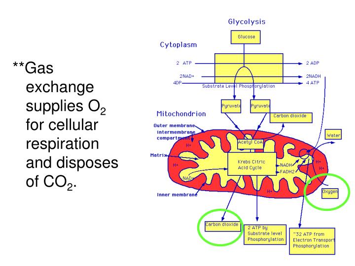 PPT - Ch 42: Gas Exchange and the Respiratory System PowerPoint ...