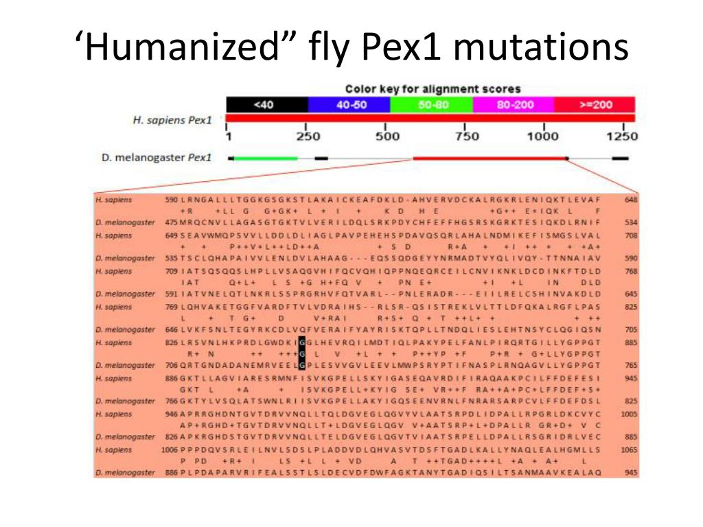 PPT - Flies as a model for the study of human disease PowerPoint ...