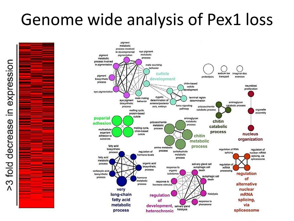PPT - Flies as a model for the study of human disease PowerPoint ...