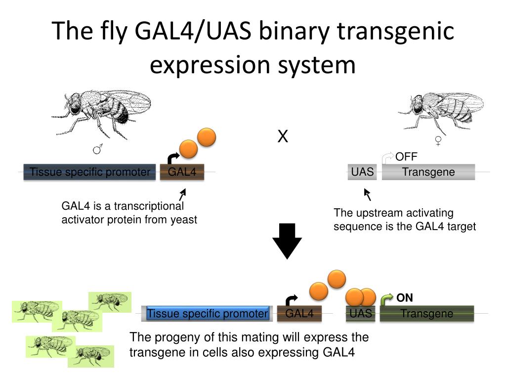 PPT - Flies as a model for the study of human disease PowerPoint ...