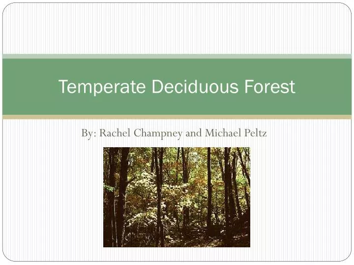 PPT - Temperate Deciduous Forest PowerPoint Presentation, free download - ID:2112203