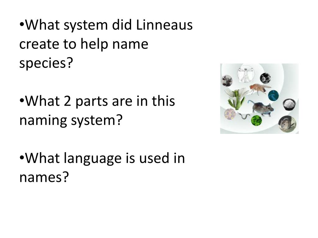 PPT - Classification Chapter 18 Review PowerPoint Presentation, free ... PPT - Classification Chapter 18 Review PowerPoint Presentation, free ...