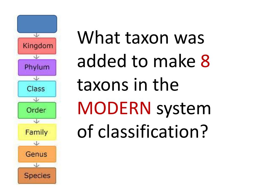 PPT - Classification Chapter 18 Review PowerPoint Presentation, free ... PPT - Classification Chapter 18 Review PowerPoint Presentation, free ...