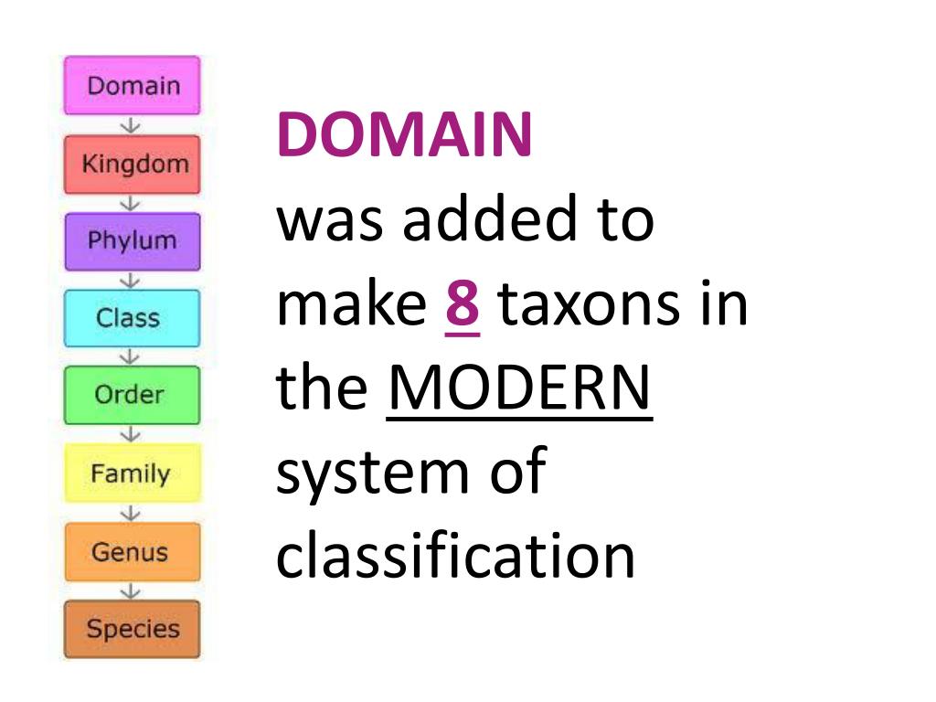 PPT - Classification Chapter 18 Review PowerPoint Presentation, free ... PPT - Classification Chapter 18 Review PowerPoint Presentation, free ...