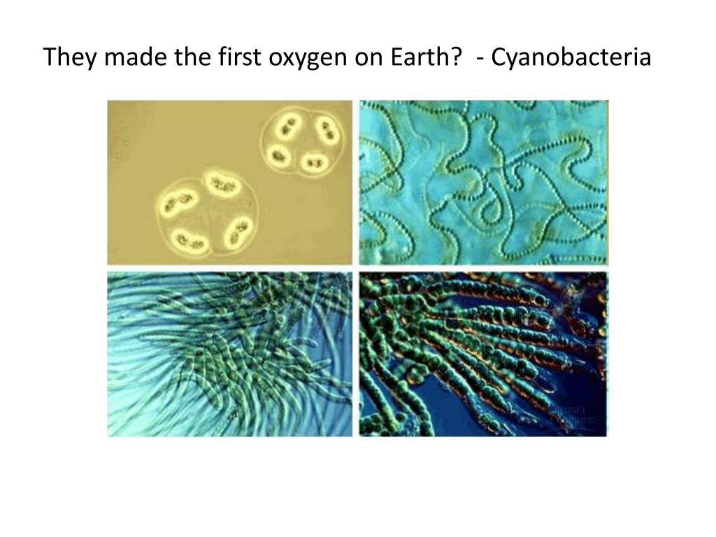 PPT - Classification Chapter 18 Review PowerPoint Presentation, free ... PPT - Classification Chapter 18 Review PowerPoint Presentation, free ...