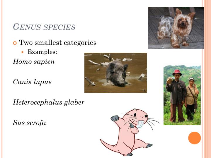 PPT - Classification PowerPoint Presentation - ID:2113269