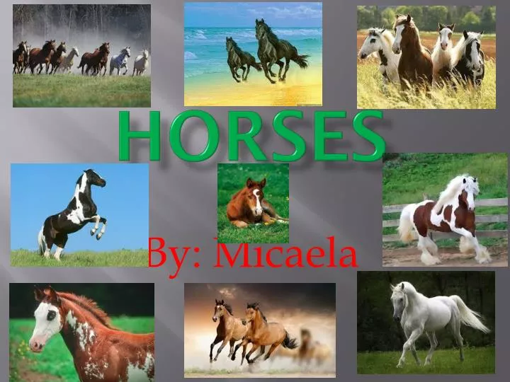 PPT - Horses PowerPoint Presentation, free download - ID:2113752