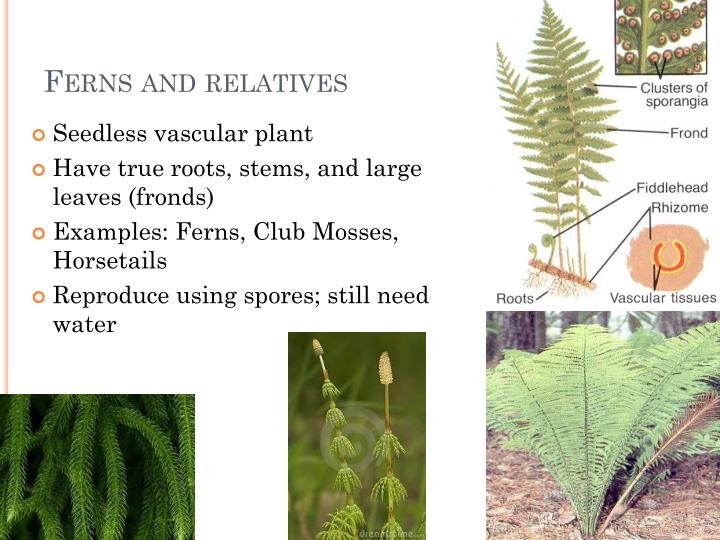 PPT - Plant Diversity PowerPoint Presentation - ID:2113938