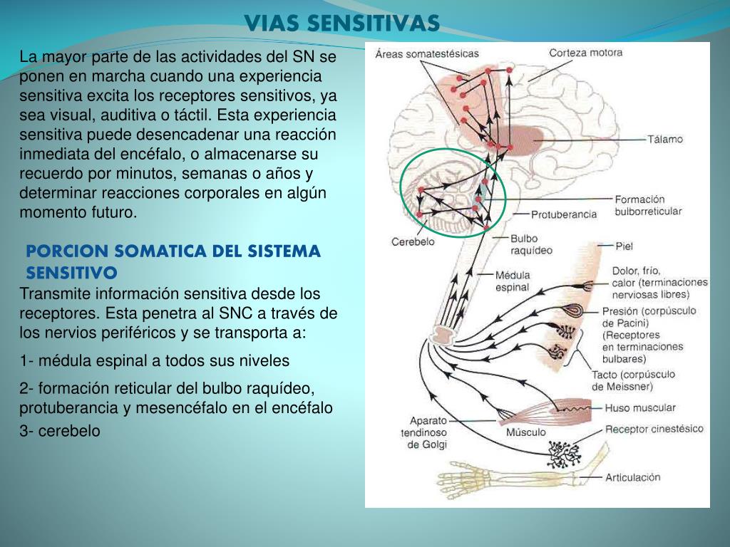PPT - SISTEMA NERVIOSO SENSIBILIDADES SOMATICAS PowerPoint Presentation ...