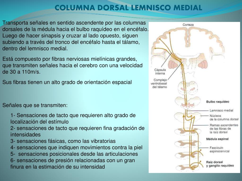 PPT - SISTEMA NERVIOSO SENSIBILIDADES SOMATICAS PowerPoint Presentation ...