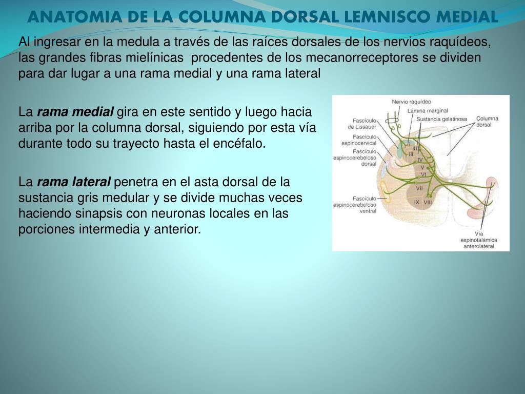 PPT - SISTEMA NERVIOSO SENSIBILIDADES SOMATICAS PowerPoint Presentation ...
