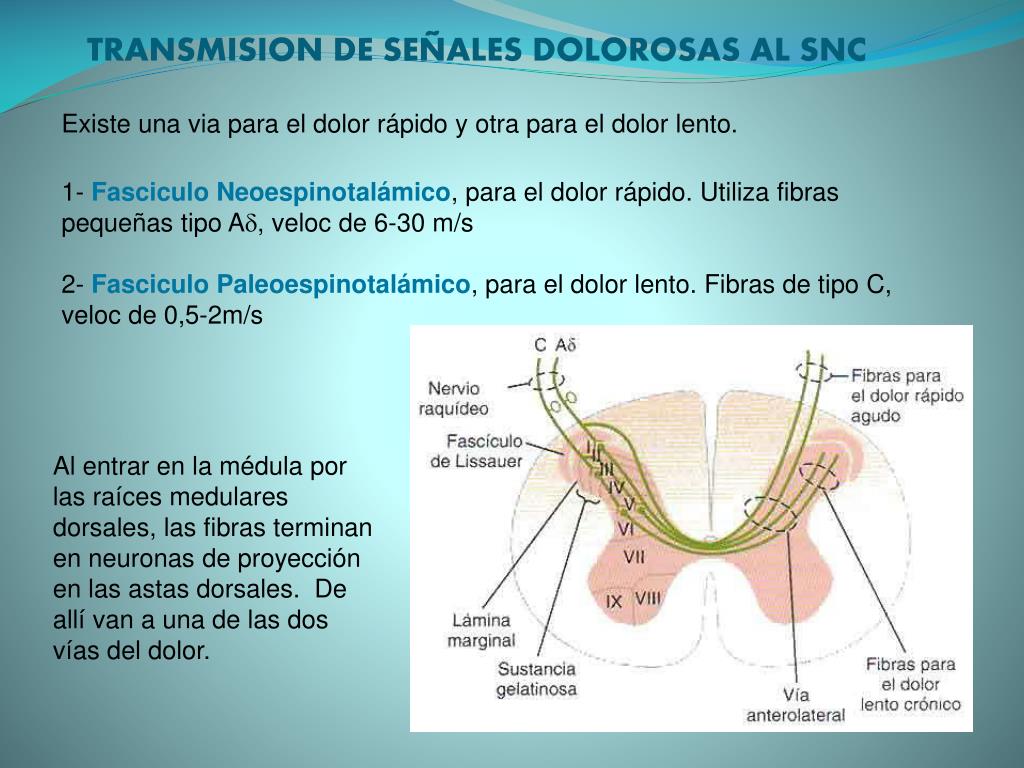 PPT - SISTEMA NERVIOSO SENSIBILIDADES SOMATICAS PowerPoint Presentation ...