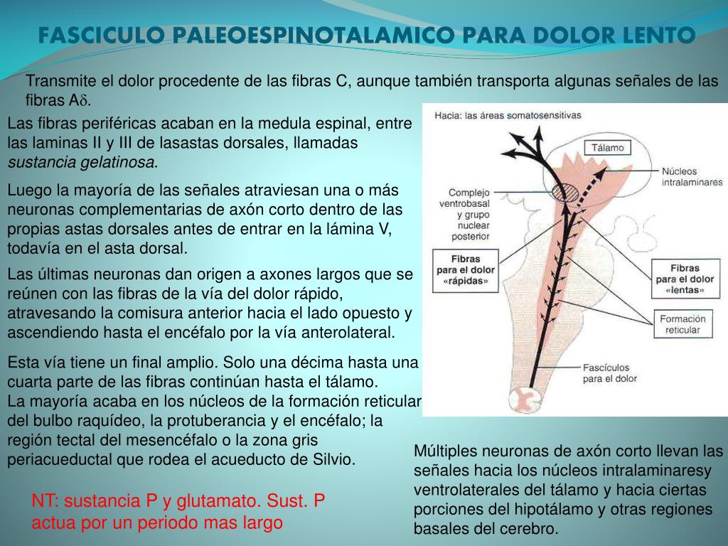 PPT - SISTEMA NERVIOSO SENSIBILIDADES SOMATICAS PowerPoint Presentation ...
