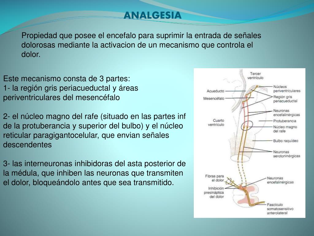 PPT - SISTEMA NERVIOSO SENSIBILIDADES SOMATICAS PowerPoint Presentation ...