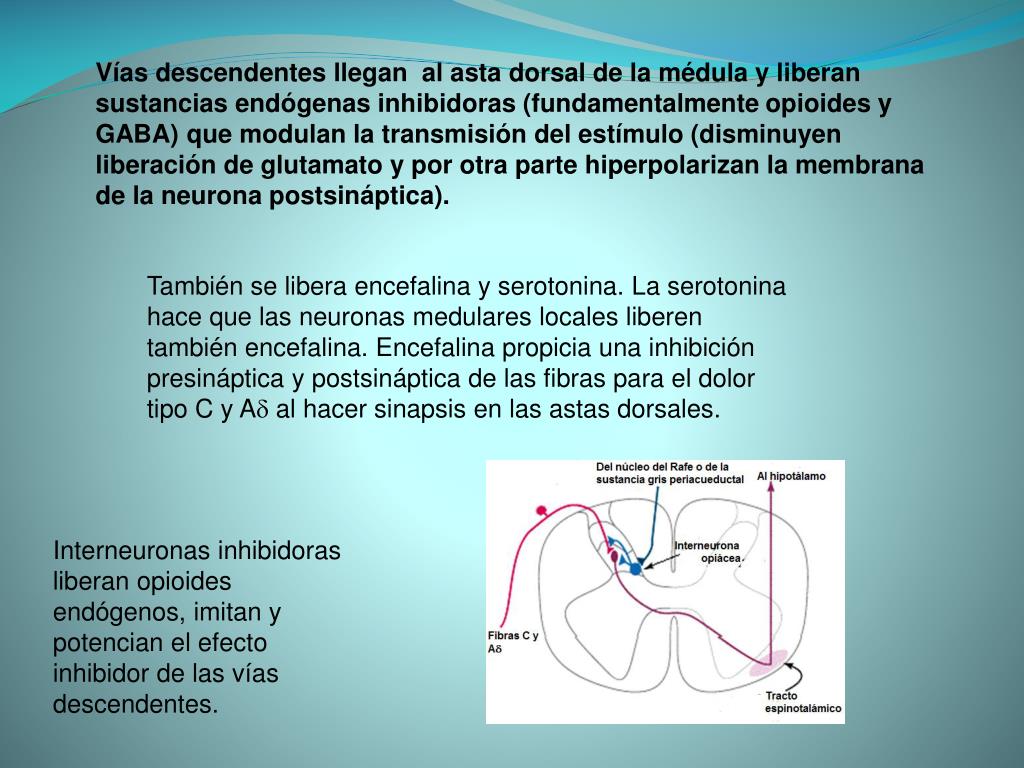 PPT - SISTEMA NERVIOSO SENSIBILIDADES SOMATICAS PowerPoint Presentation ...